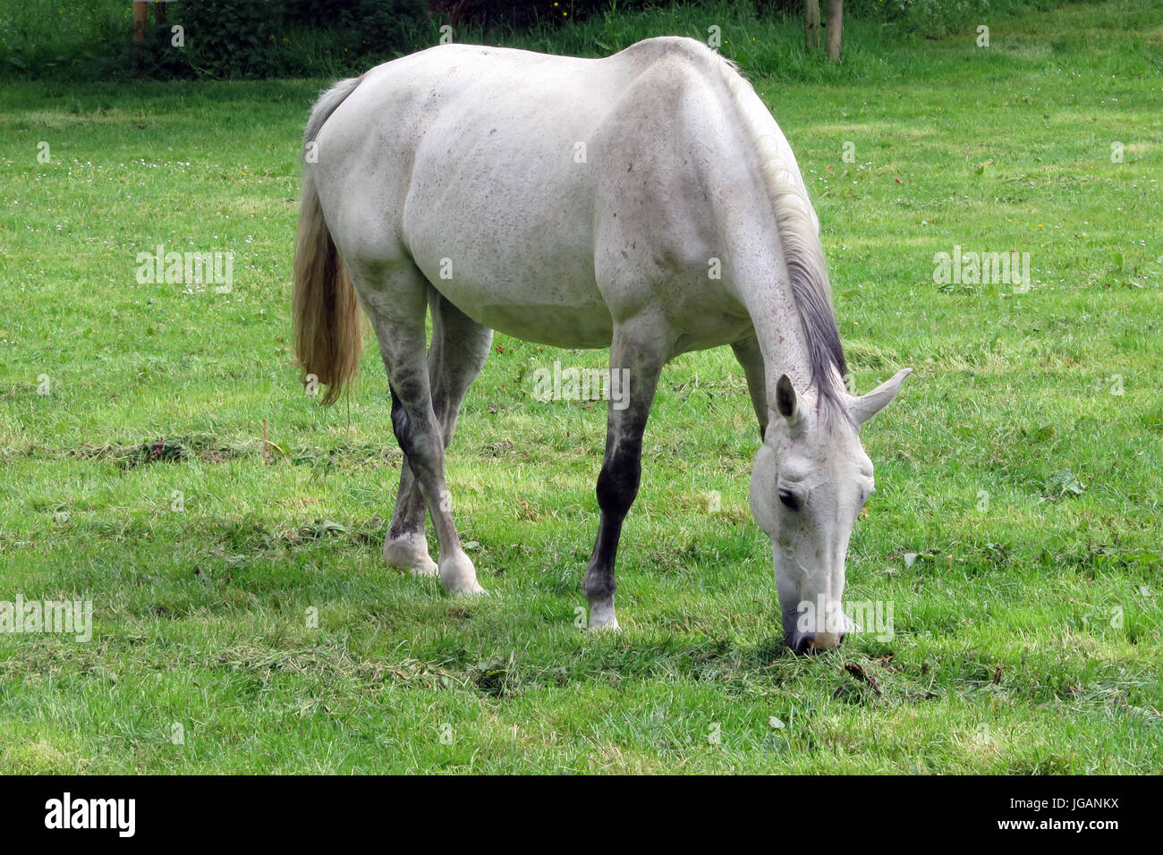 Horses, Horse and Foal, Mare Stock Photo - Alamy
