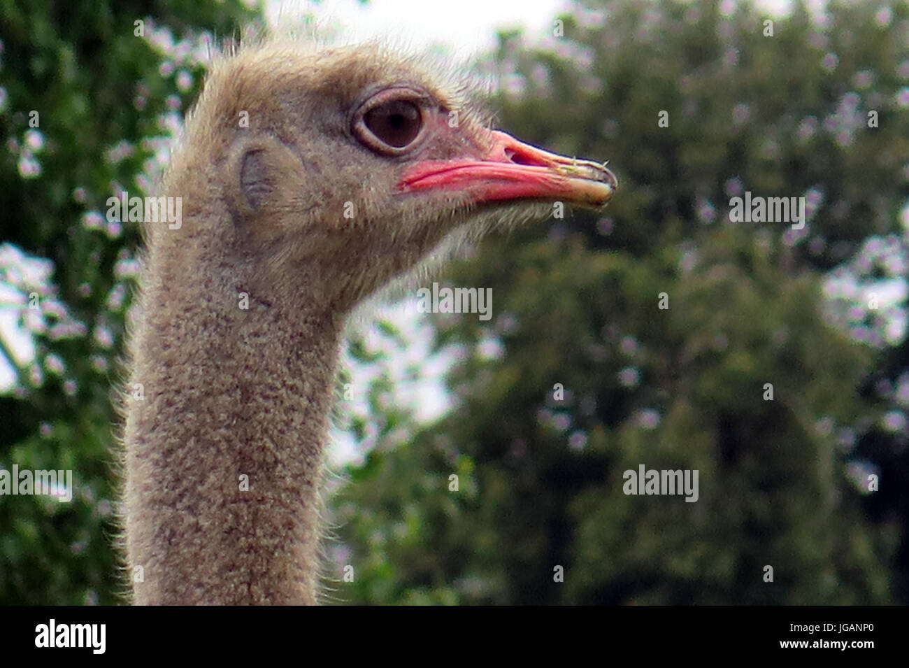 Fota Wildlife Park, Fota, Ireland Stock Photo - Alamy