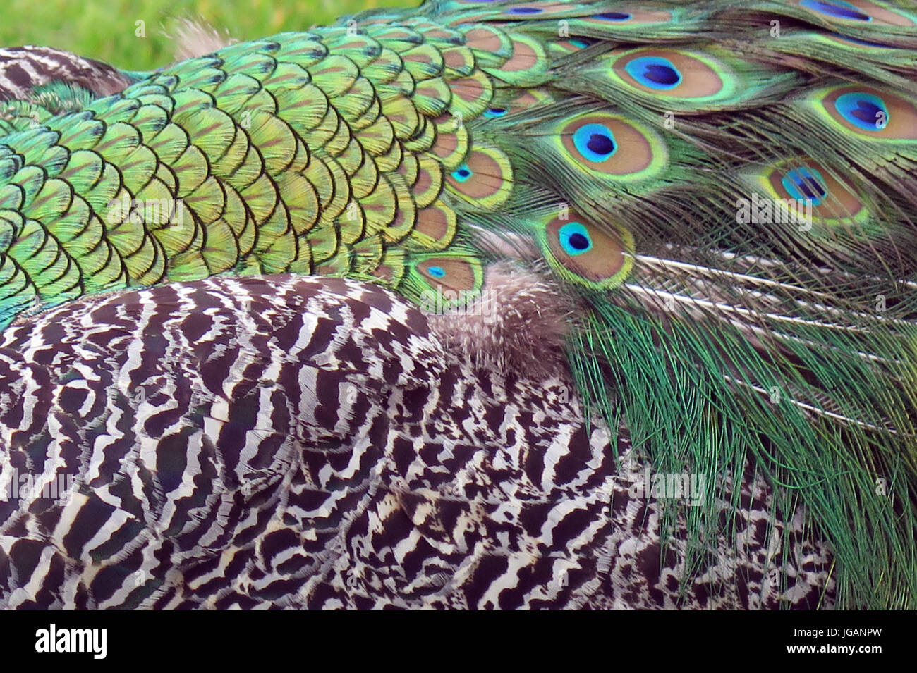 Fota Wildlife Park, Fota, Ireland Stock Photo - Alamy