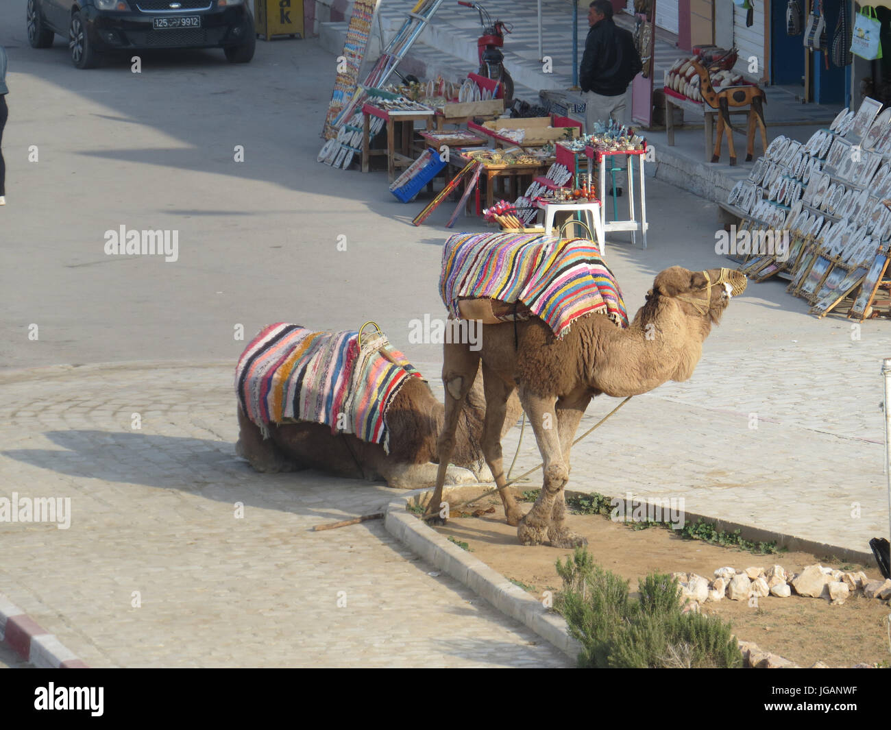 Old world camels hi-res stock photography and images - Alamy