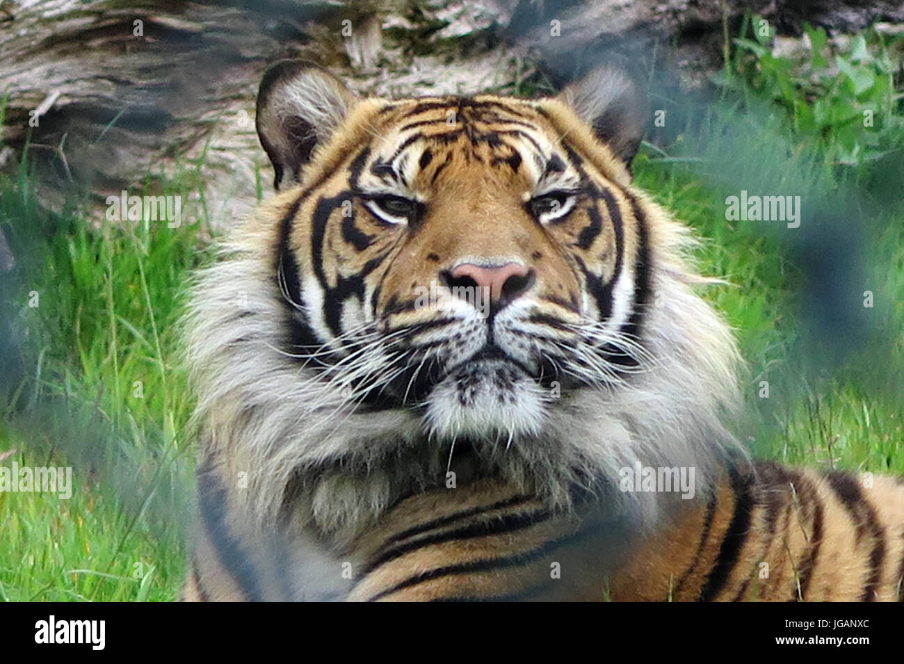 Fota Wildlife Park, Fota, Ireland Stock Photo - Alamy