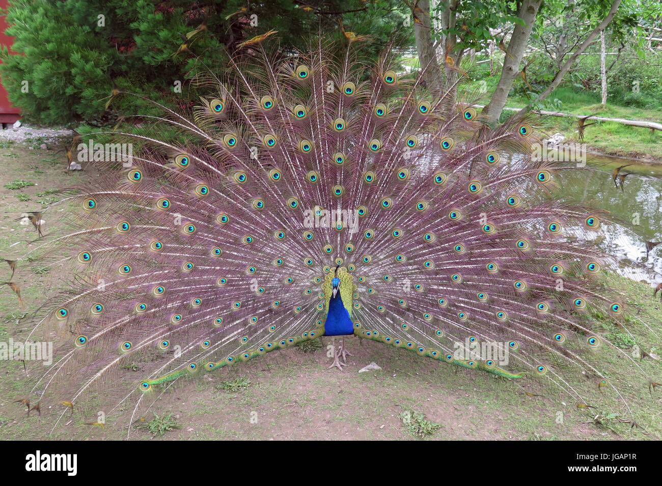 Fota Wildlife Park, Fota, Ireland Stock Photo - Alamy