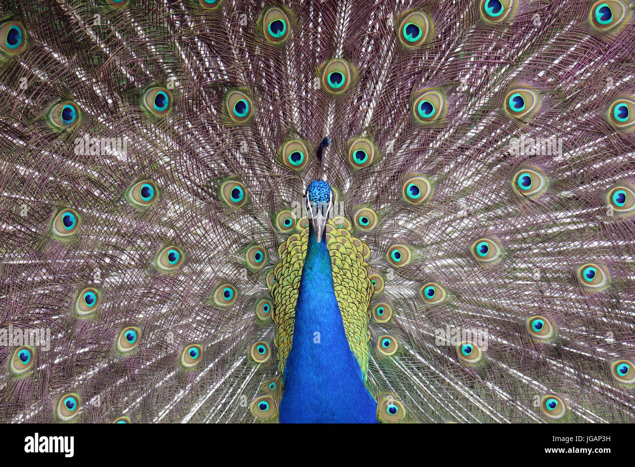 Fota Wildlife Park, Fota, Ireland Stock Photo - Alamy