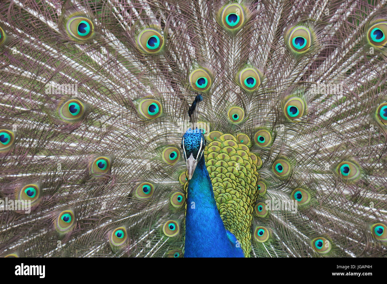 Fota Wildlife Park, Fota, Ireland Stock Photo - Alamy