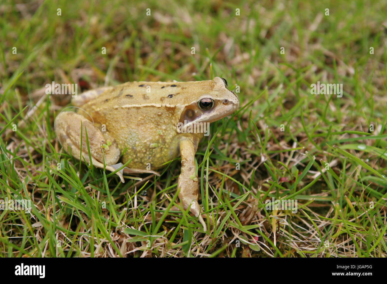 Frog on the grass Stock Photo - Alamy