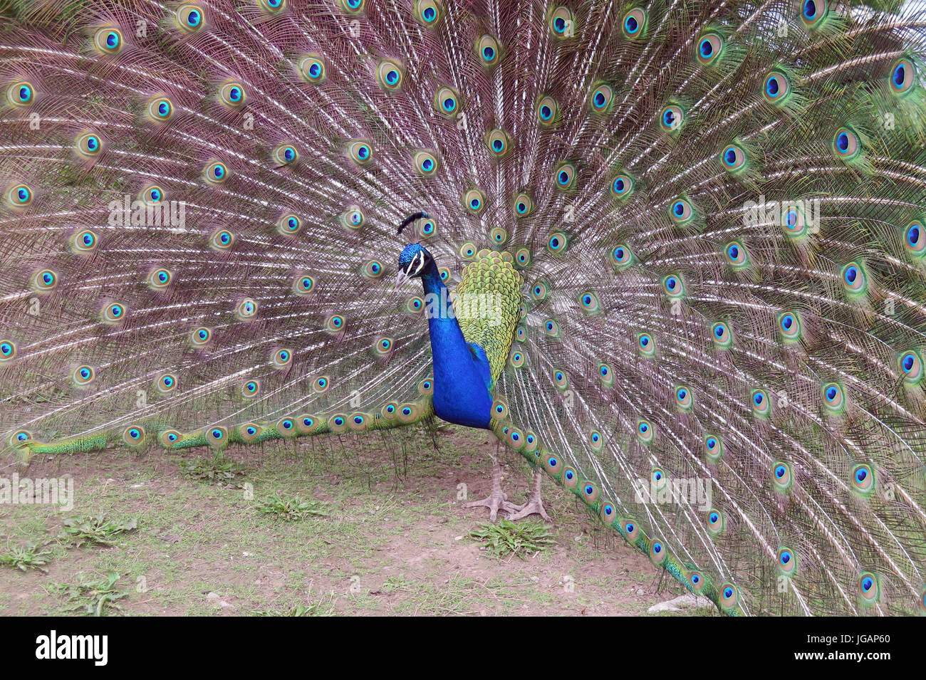Fota Wildlife Park, Fota, Ireland Stock Photo - Alamy
