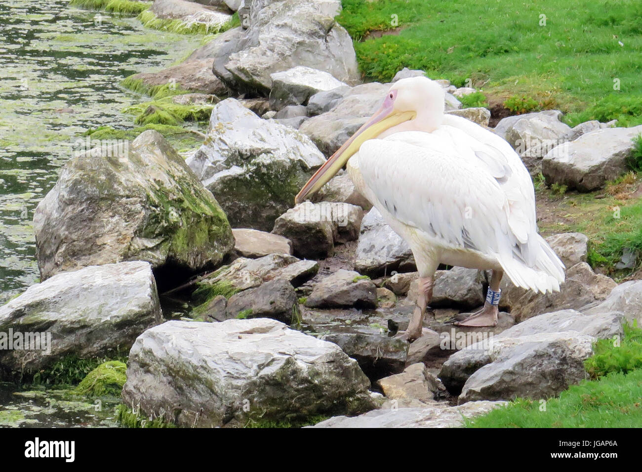 Fota Wildlife Park, Fota, Ireland Stock Photo - Alamy
