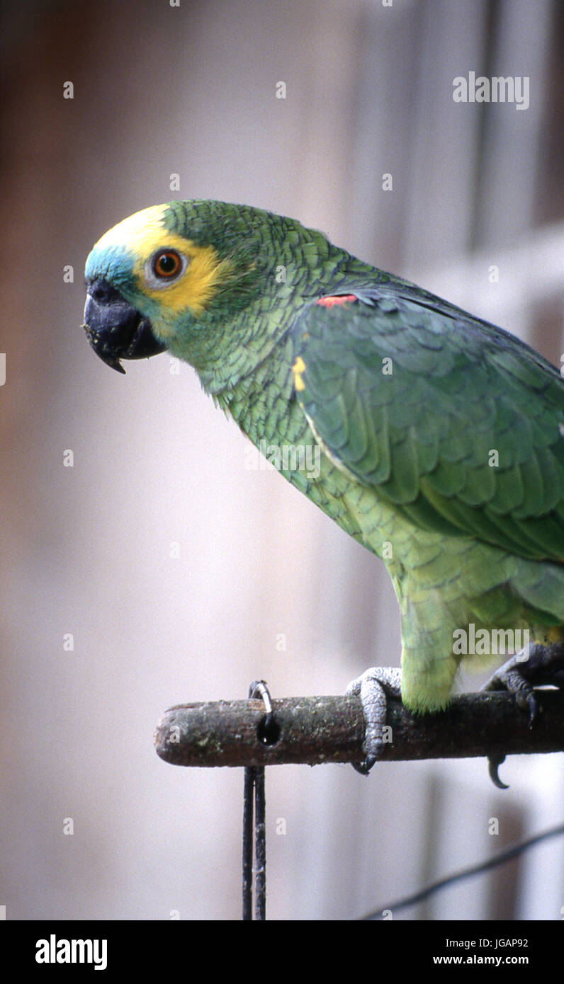 Parrot commonplace hi-res stock photography and images - Alamy
