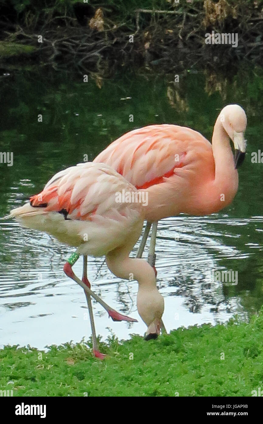 Fota Wildlife Park, Fota, Ireland Stock Photo - Alamy
