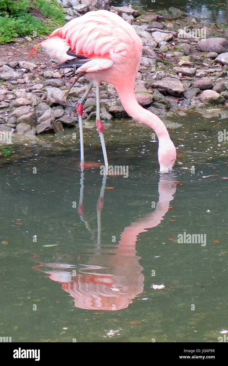 Fota Wildlife Park, Fota, Ireland Stock Photo - Alamy