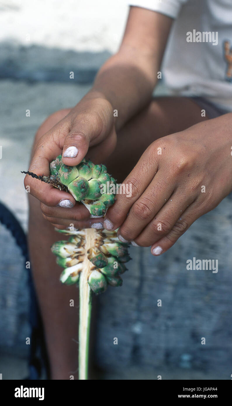 Fruit of the count hi-res stock photography and images - Alamy