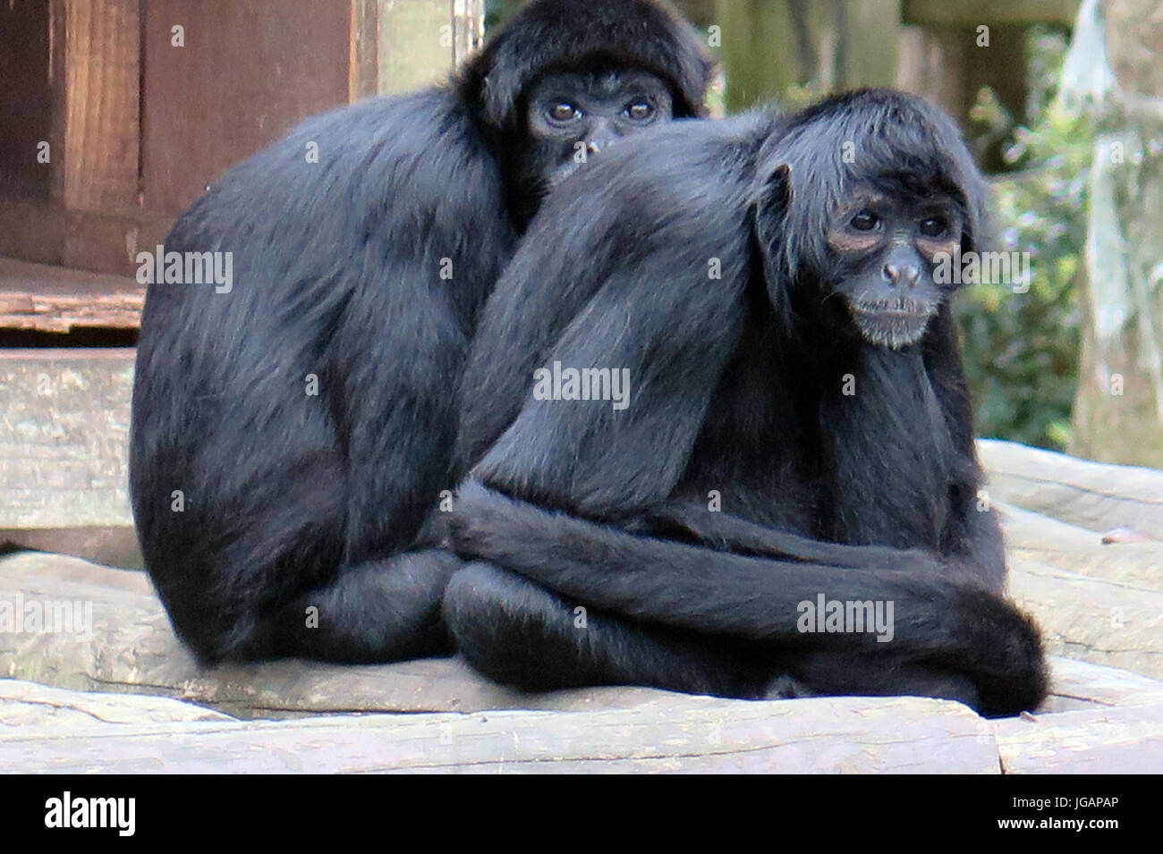 Fota Wildlife Park, Fota, Ireland Stock Photo - Alamy