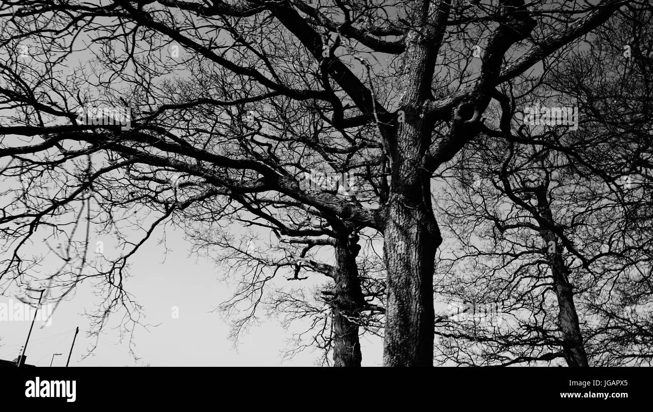 Monochrome Tree High Resolution Stock Photography and Images - Alamy