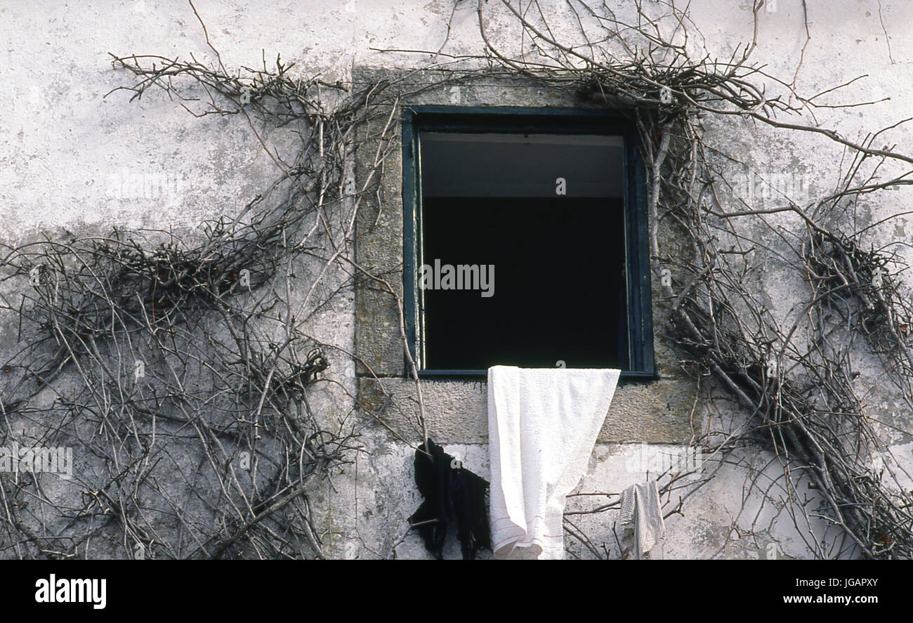 Wall, window, branches, Portugal Stock Photo - Alamy