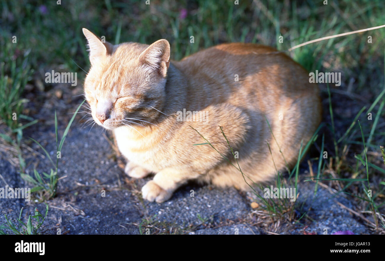 Cat, Dinamarca, 1999 Stock Photo - Alamy