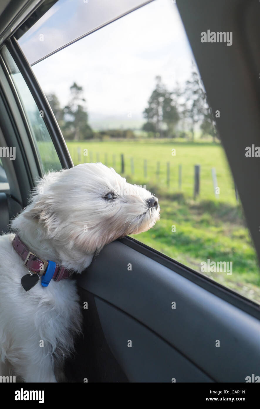 West highland terrier westie dog with head out of car window and wind ...