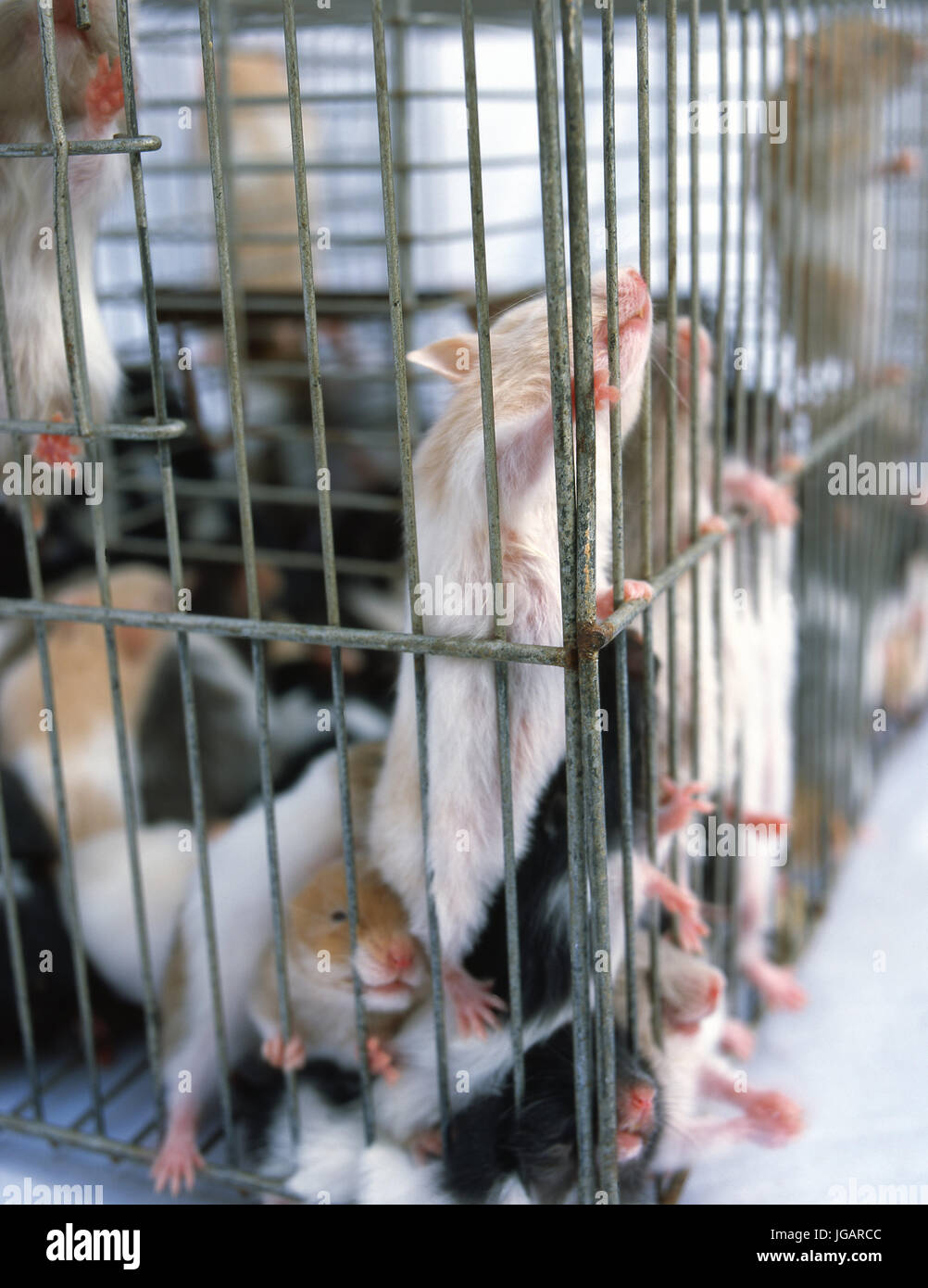 Rats in cage Stock Photo - Alamy