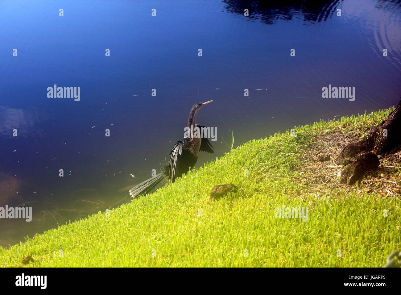 bird next to lake Stock Photo - Alamy