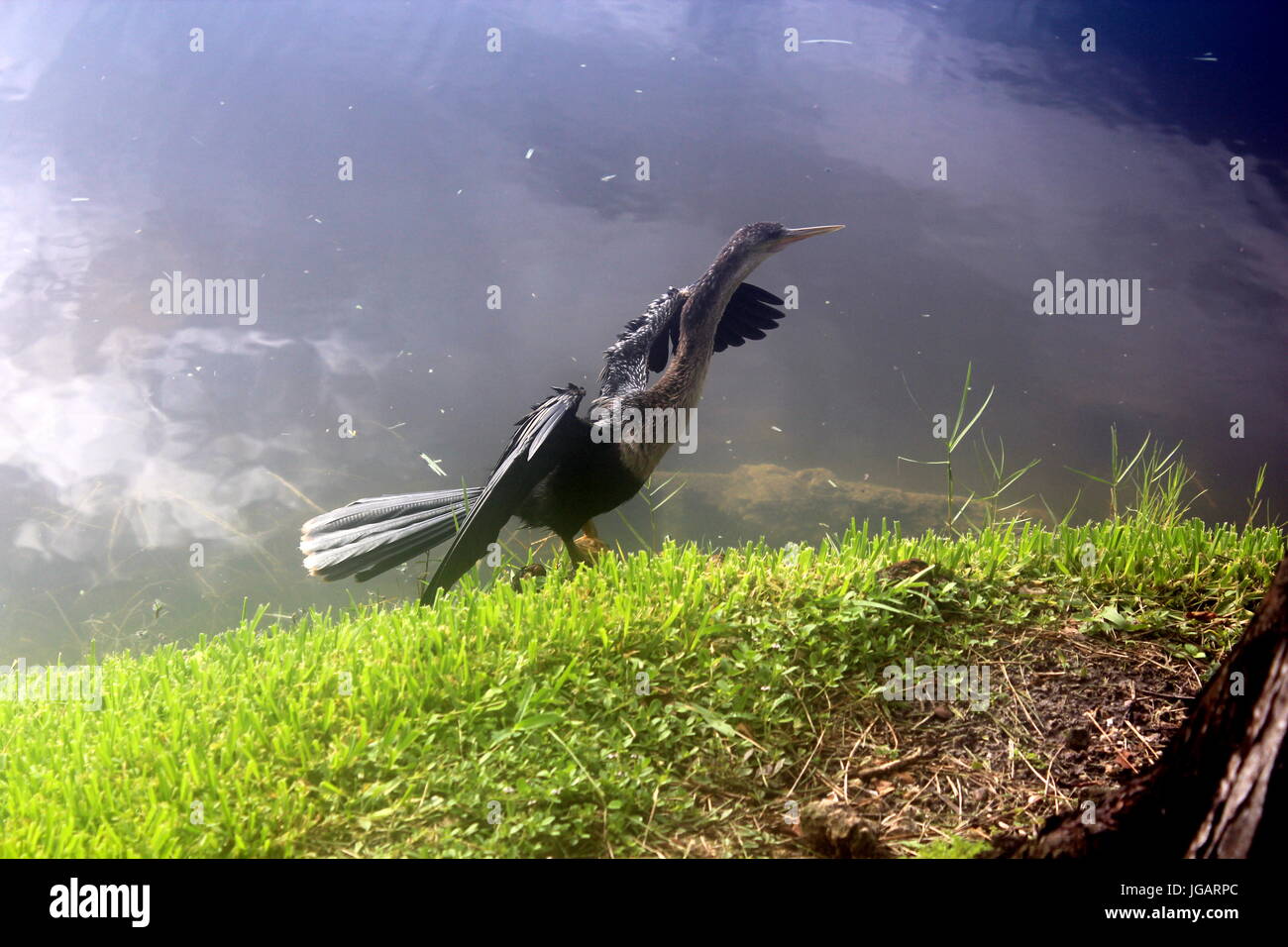 bird next to lake Stock Photo - Alamy