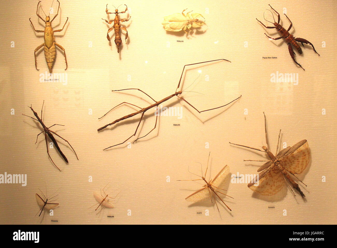Insect collection hi-res stock photography and images - Alamy