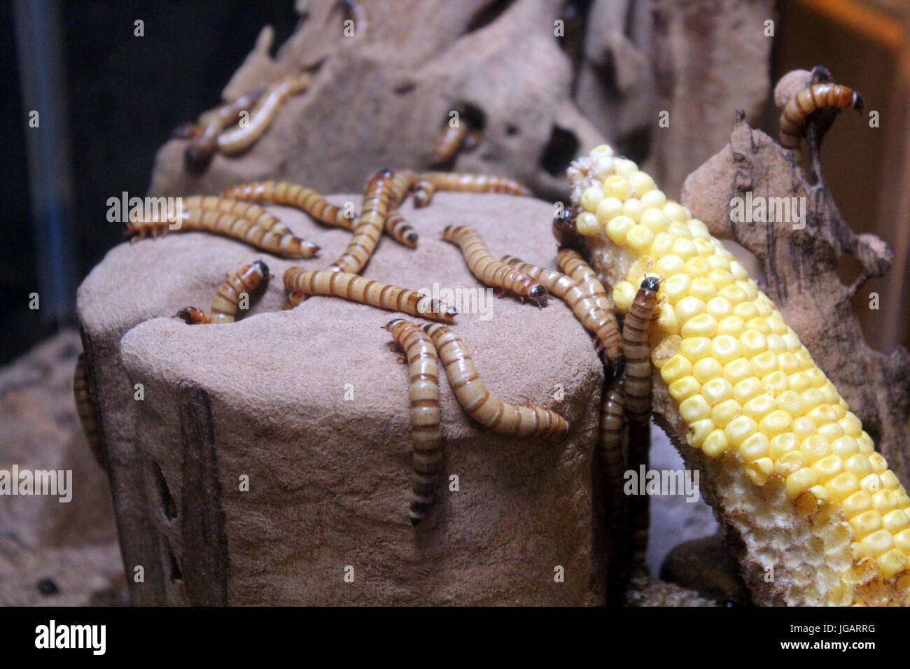 Grub worms hi-res stock photography and images - Alamy