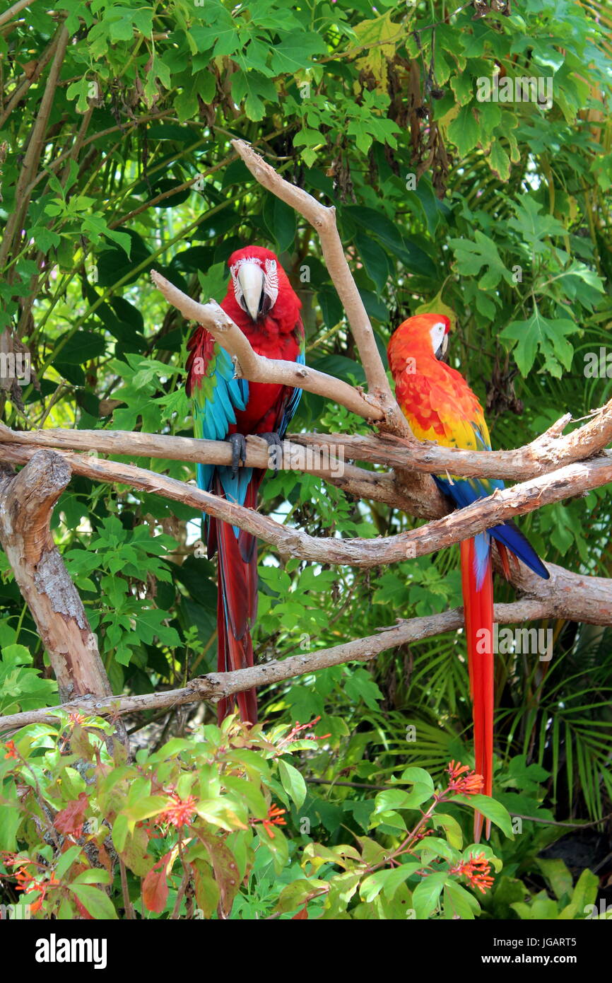 Parrot couple hi-res stock photography and images - Alamy
