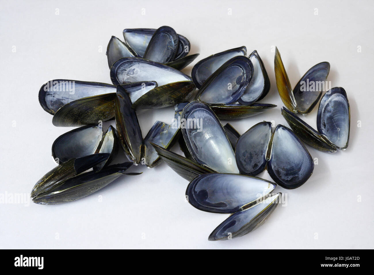 Mussel shells hi-res stock photography and images - Alamy