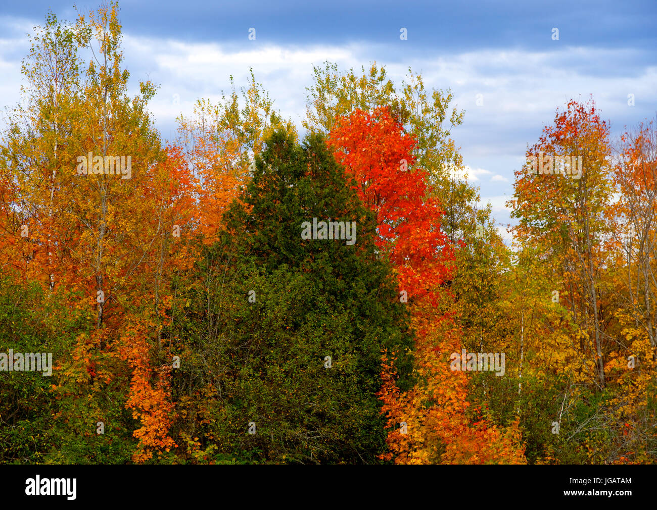 Hardwood trees hi-res stock photography and images - Alamy