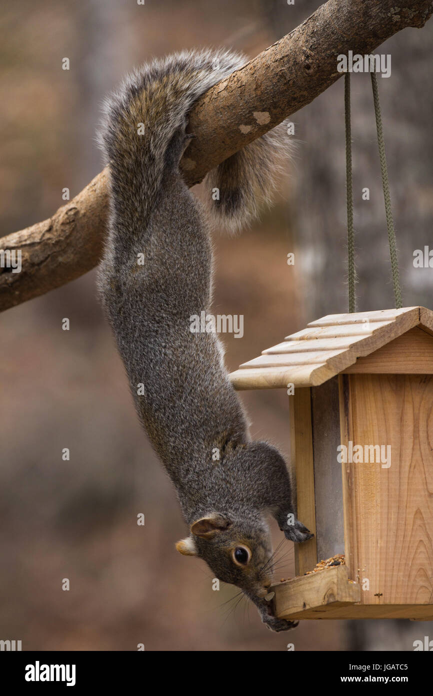 Acrobatic animal hi-res stock photography and images - Alamy