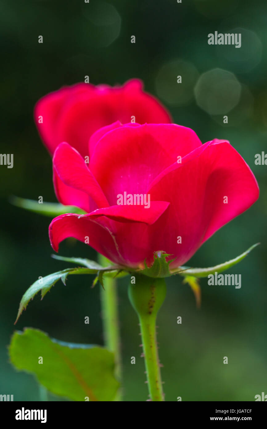Two red roses closeup against green background with bokeh Stock Photo ...