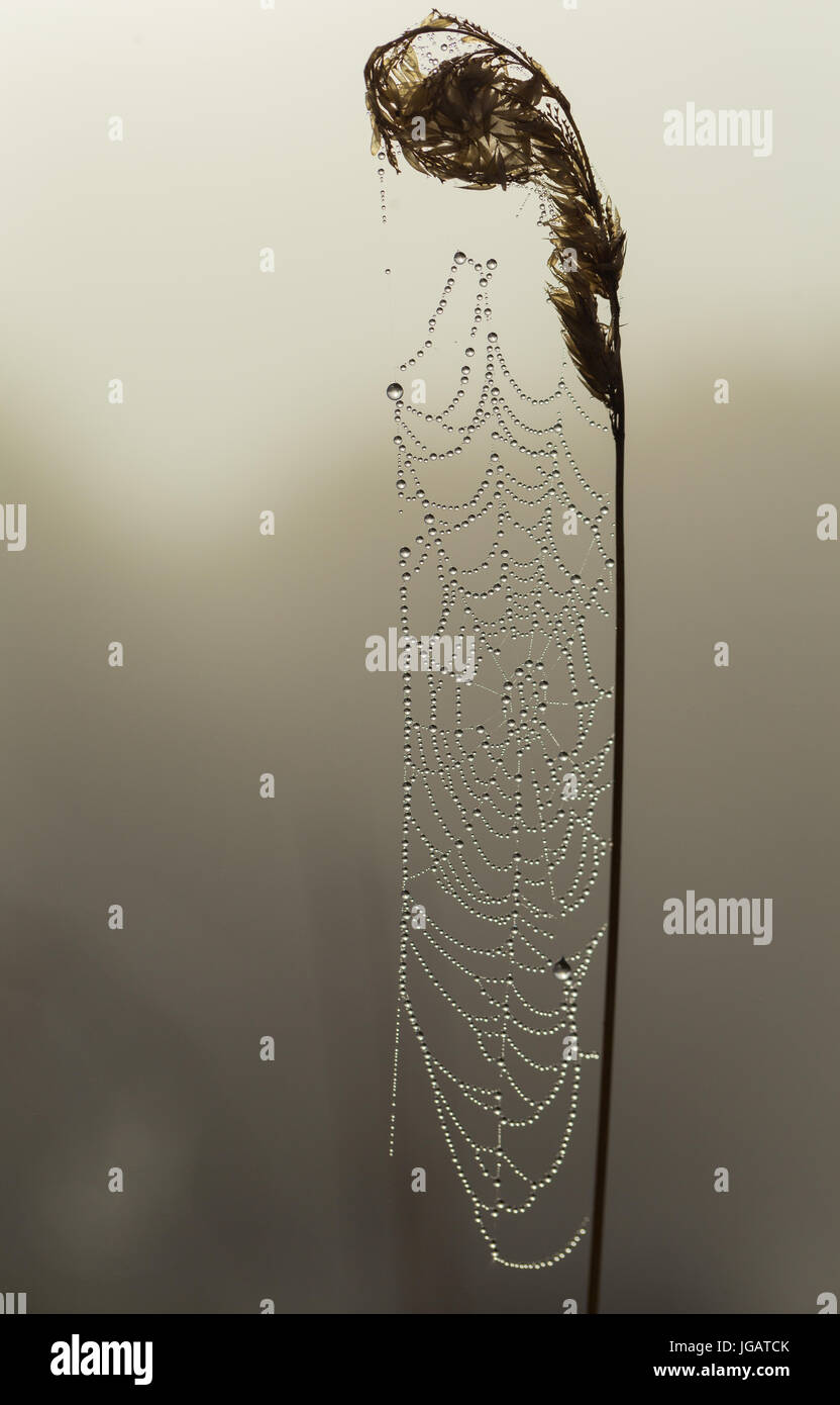 Spider fern hi-res stock photography and images - Alamy