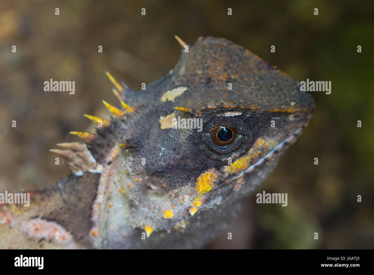 Masked spiny lizard (Acanthosaura crucigera) closeup in tropical fprest ...