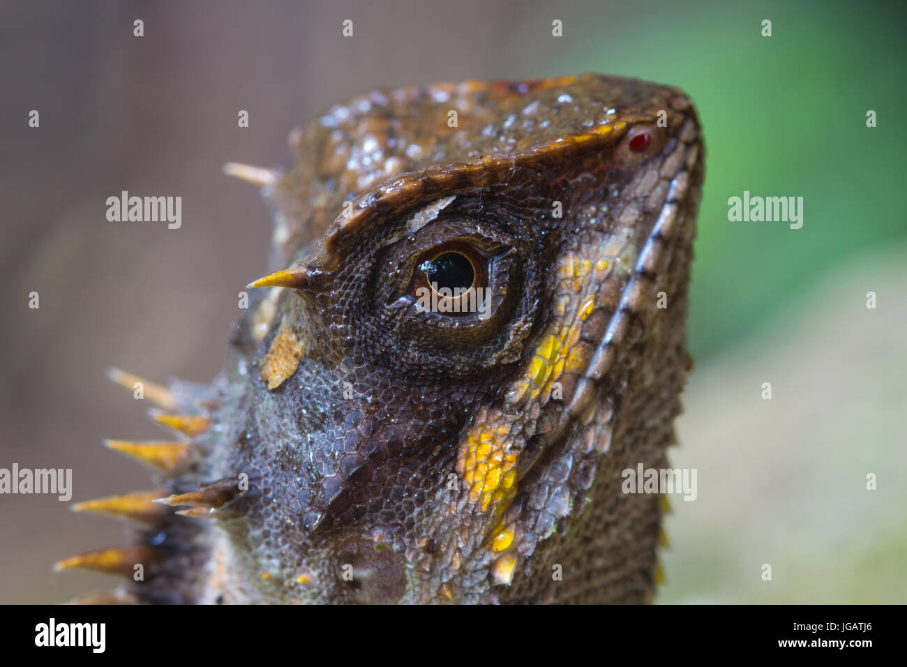 Masked spiny lizard hi-res stock photography and images - Alamy