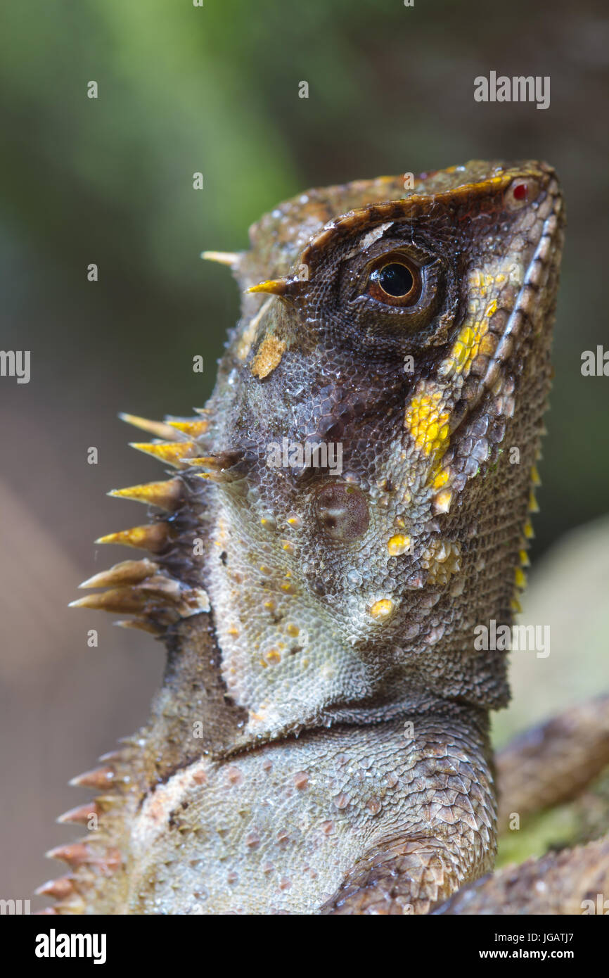 Masked spiny lizard (Acanthosaura crucigera) closeup in tropical fprest ...