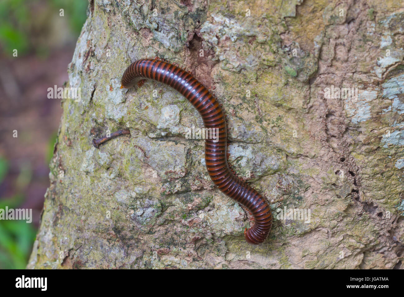 Millipede macro on green hi-res stock photography and images - Alamy