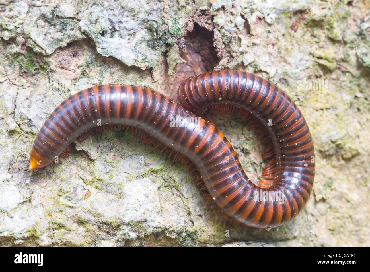 Millipede on tree hi-res stock photography and images - Alamy