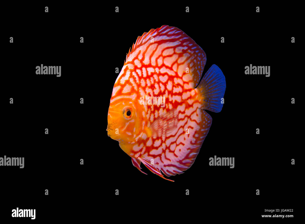 Discus in black background Stock Photo - Alamy