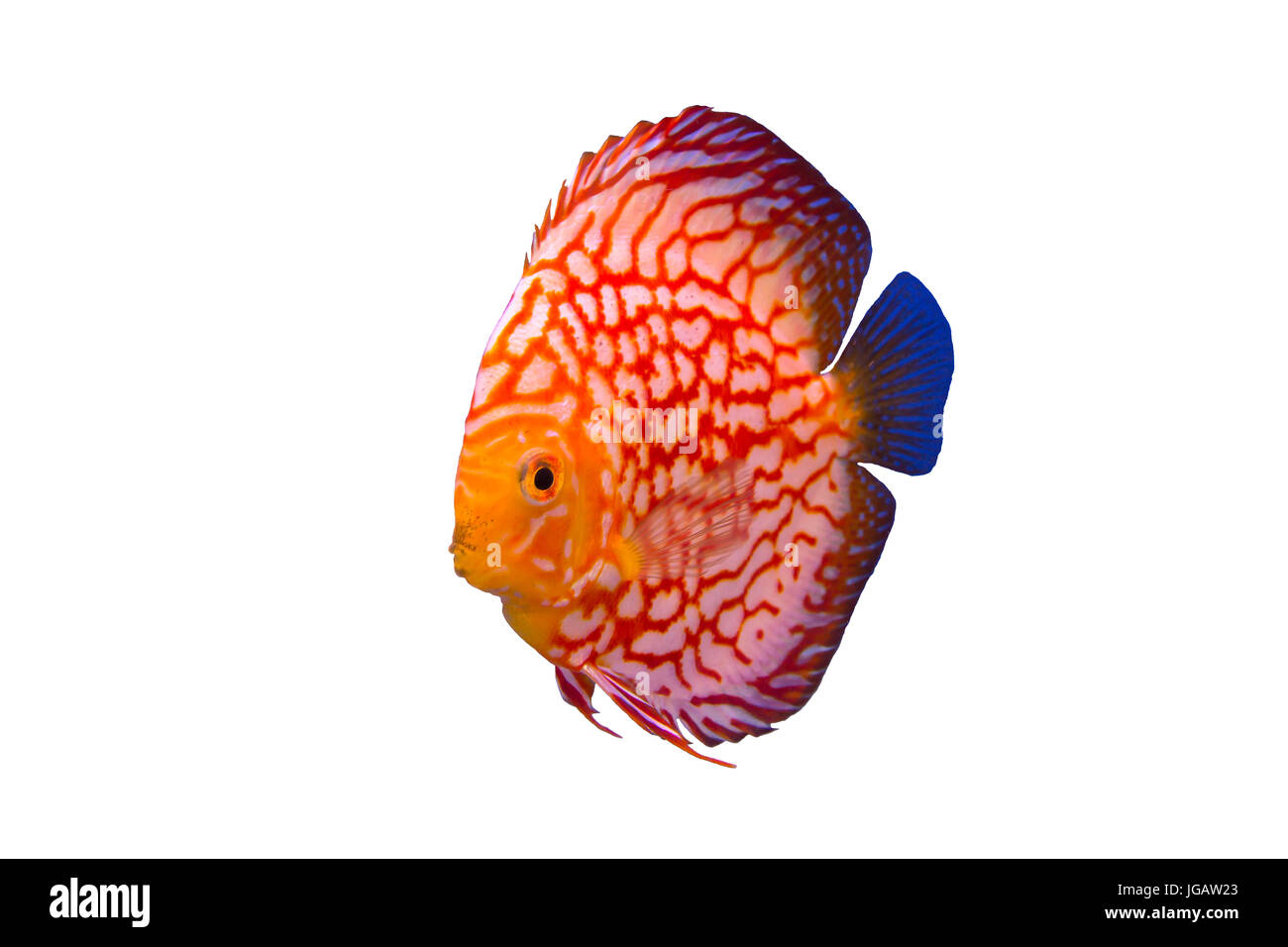Discus in white background Stock Photo - Alamy