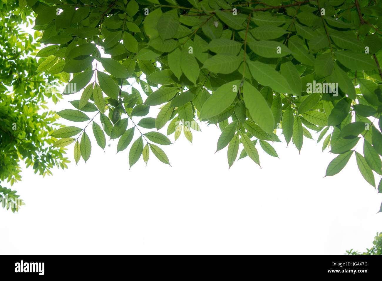 Tree branches frame the sun hi-res stock photography and images - Alamy