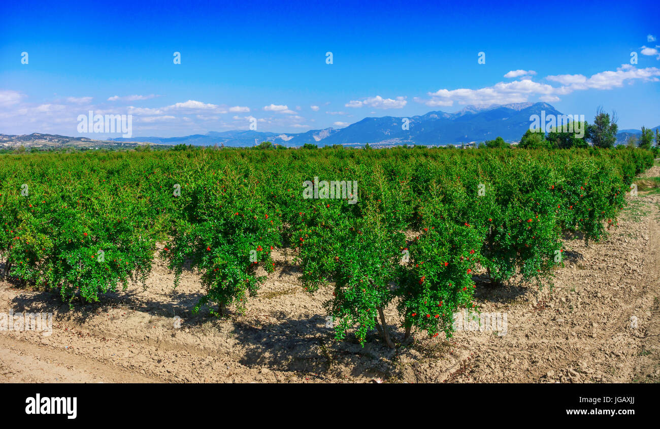 Pomegranate garden in the background of mountains in Turkey Stock Photo ...