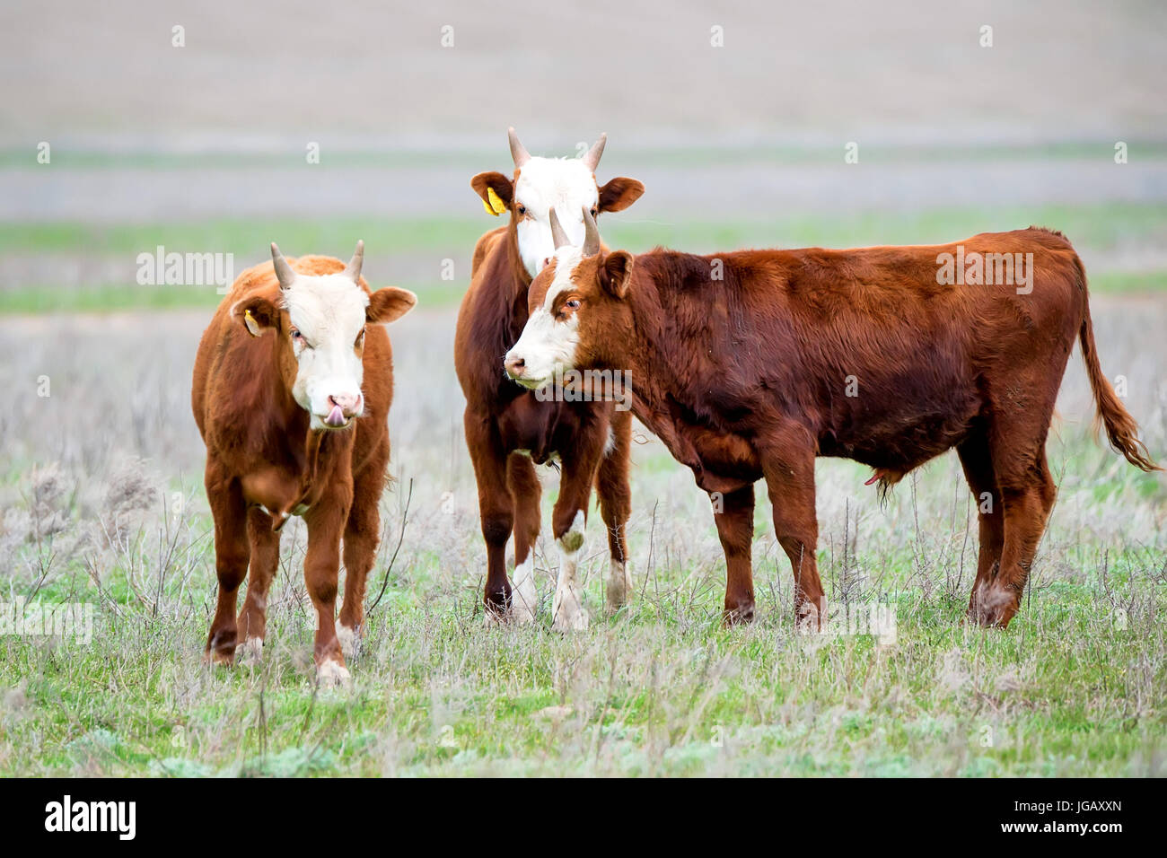 Cattlebreeding hi-res stock photography and images - Alamy