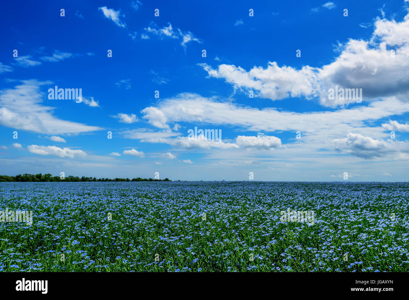 Blooming flax field Stock Photo - Alamy