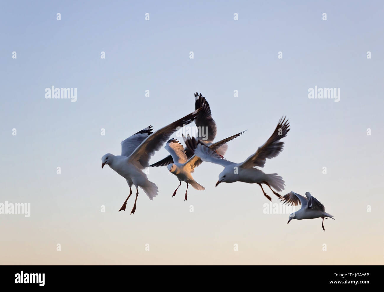 Feeding seagull chip hi-res stock photography and images - Alamy