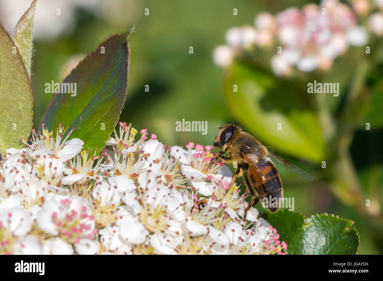 Bee on aronia melanocarpa flower Stock Photo - Alamy