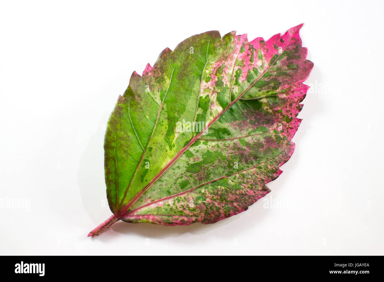 Close up Leaf of Chinese hibiscus flower isolated Stock Photo - Alamy