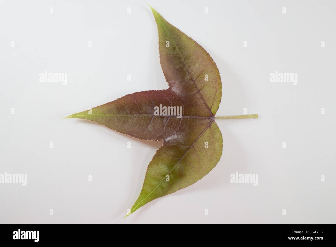 Close up leaf of Green mix red Maple tree isolated Stock Photo - Alamy