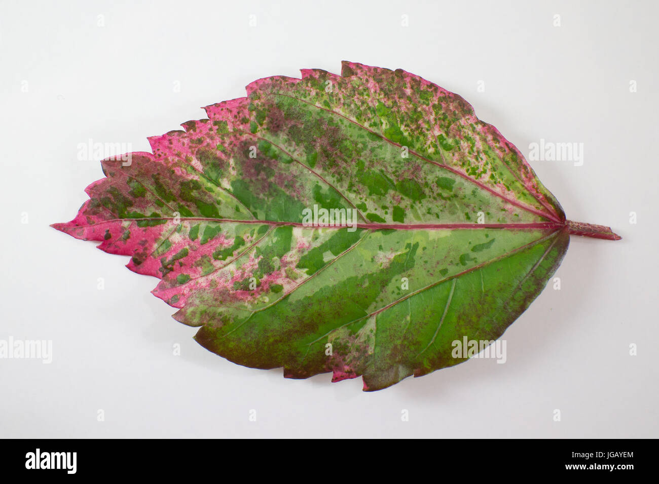 Close up Leaf of Chinese hibiscus flower isolated Stock Photo - Alamy