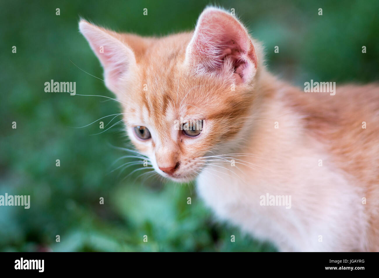 domestic cute yellow kitten in the grass, closeup Stock Photo - Alamy