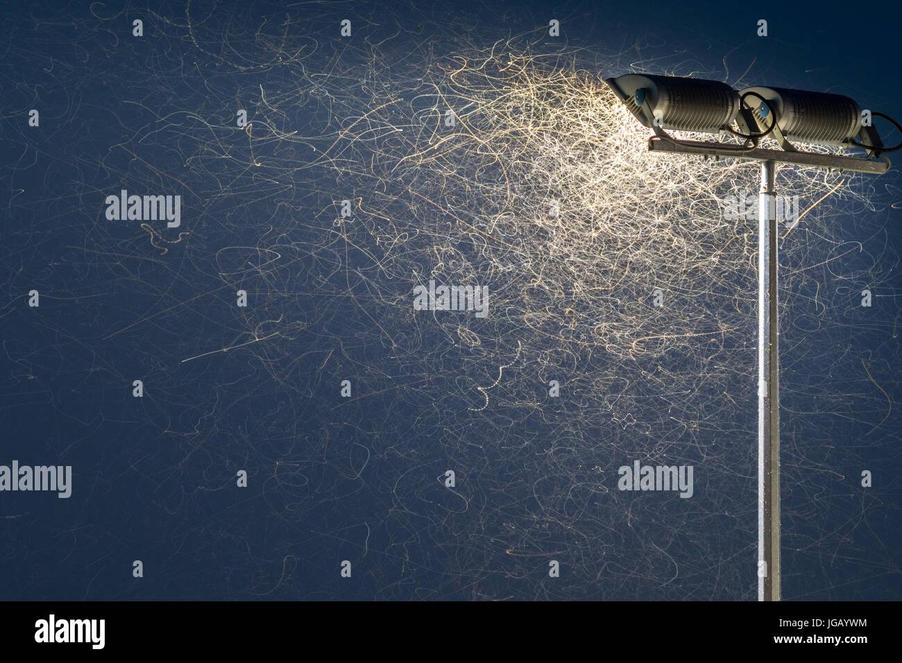 Lamp and insects hi-res stock photography and images - Alamy