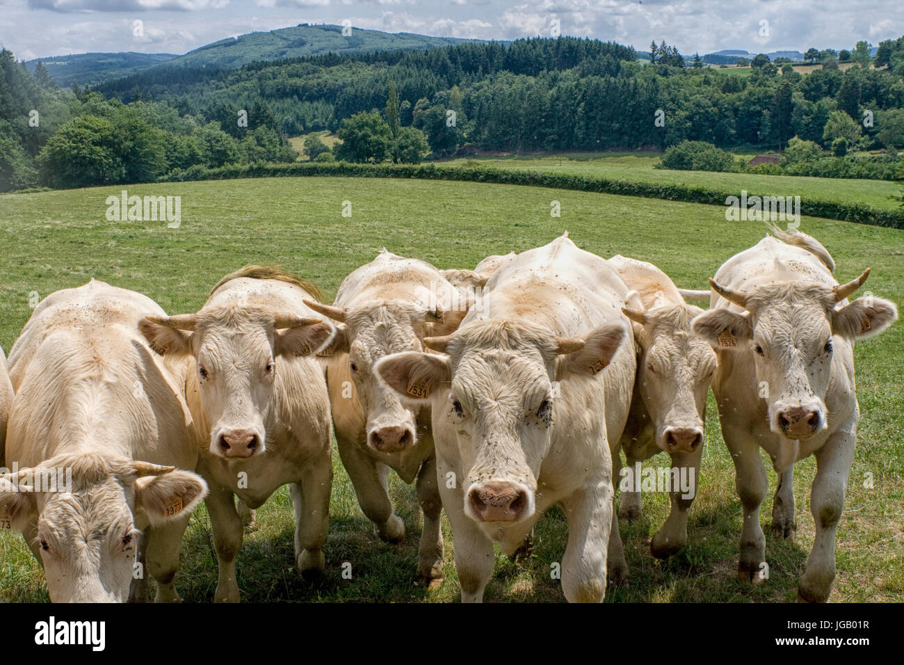 Six white charolais cows in a row Stock Photo - Alamy